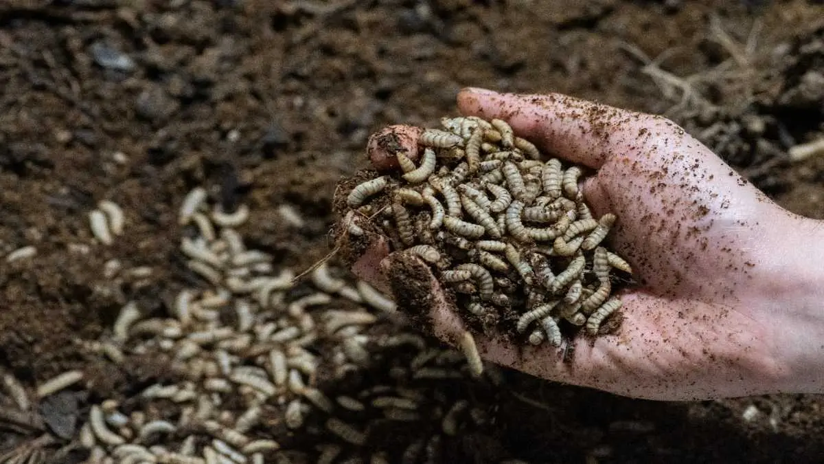 Larvas de mosca, opción sostenible para alimentar animales